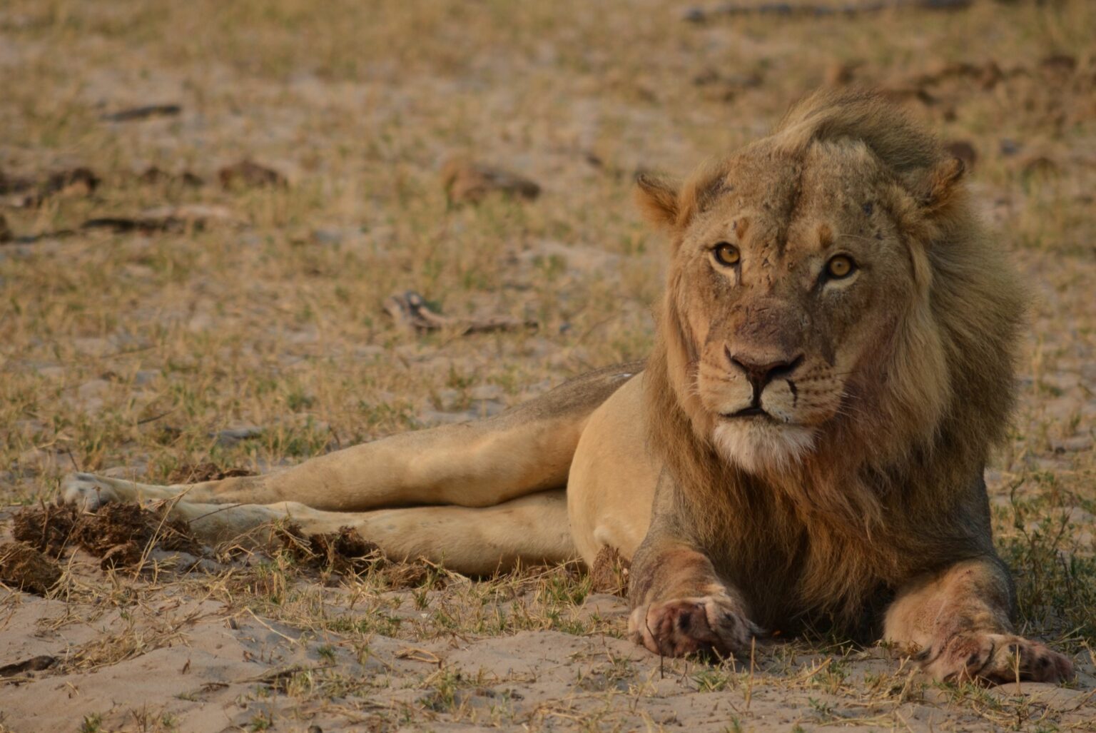 Chad - Africa Safari